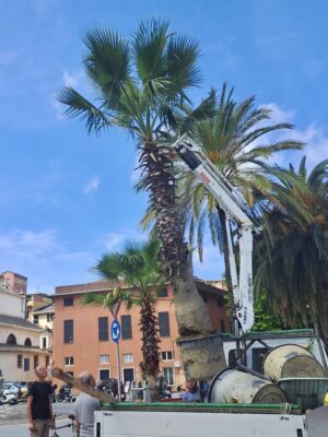Sestri Levante: nuove palme sul lungomare